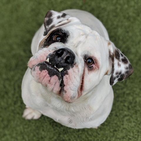 Fusion Pet Retreat - Dog, Cat, or Critter Boarding, Daycare, and Training