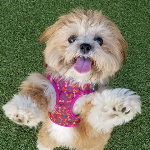 Fusion Pet Retreat - Dog, Cat, or Critter Boarding, Daycare, and Training