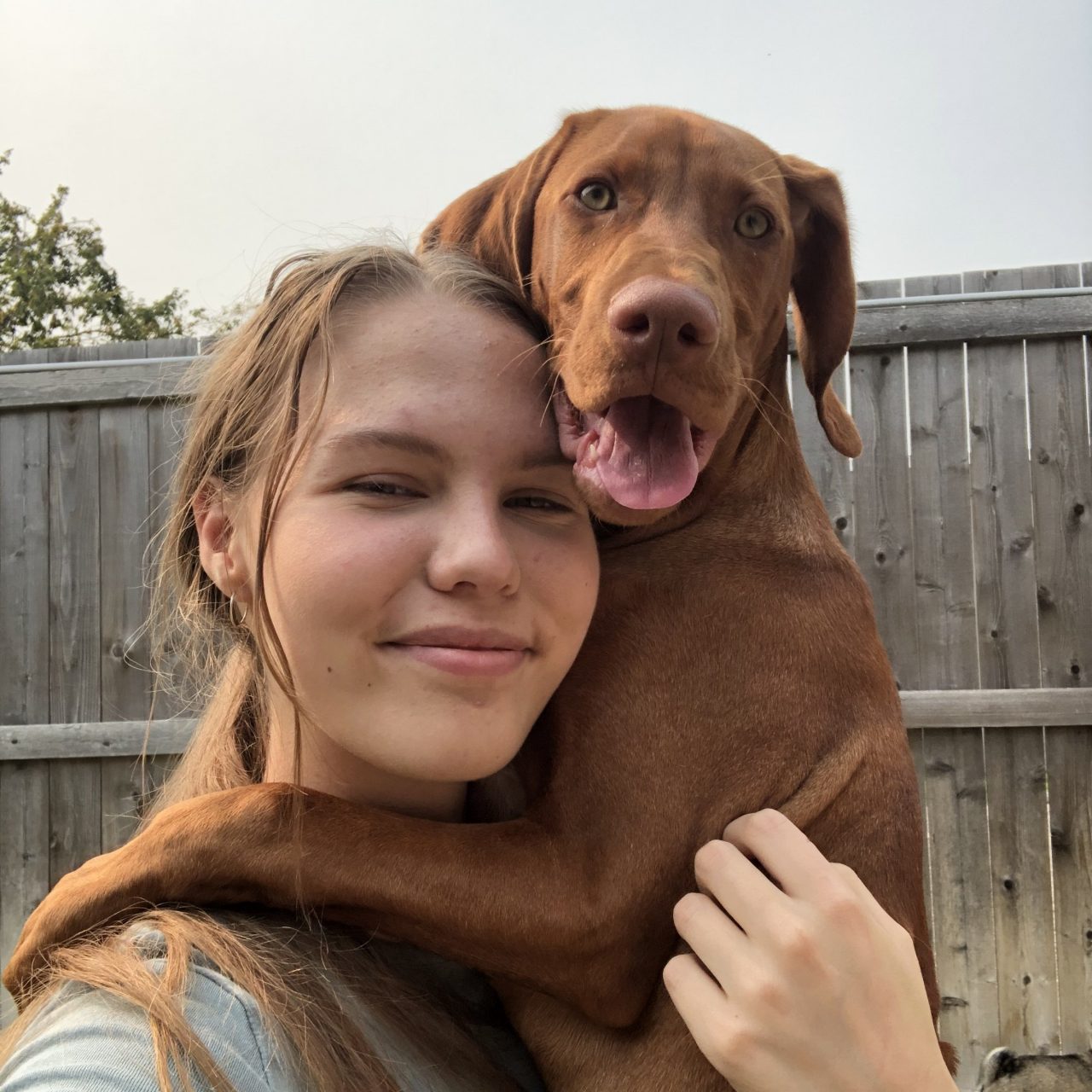 Obedience and Puppy Training Classes at Fusion Pet Retreat