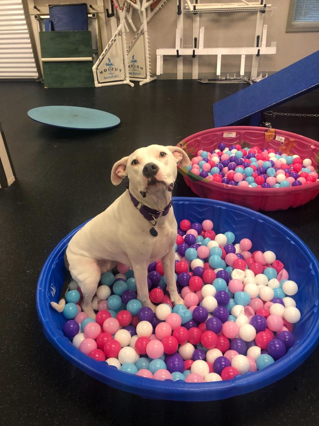 Obedience and Puppy Training Classes at Fusion Pet Retreat