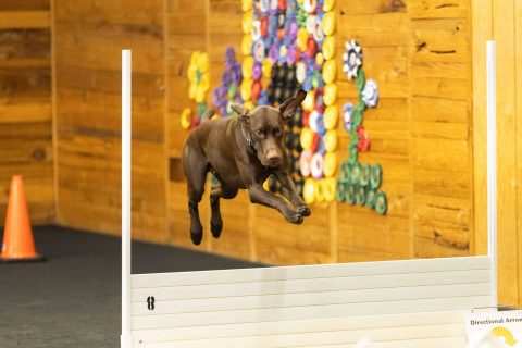 Competitive Sport Classes - FUSION PET RETREAT